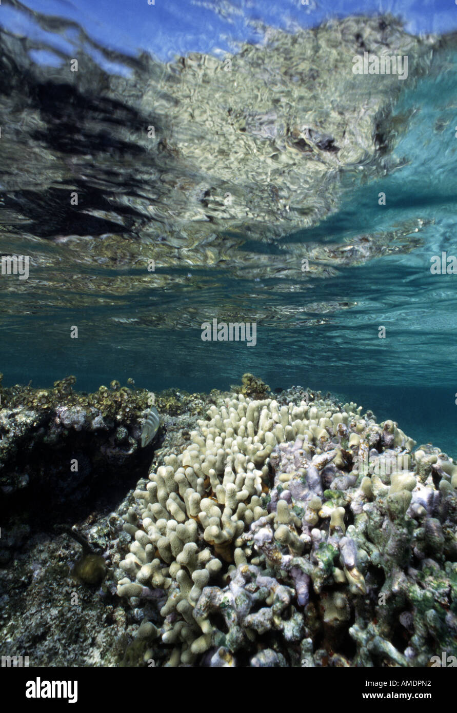 Turks Caicos Great Sand Cay underwater Kelly s Folly divesite coral ...