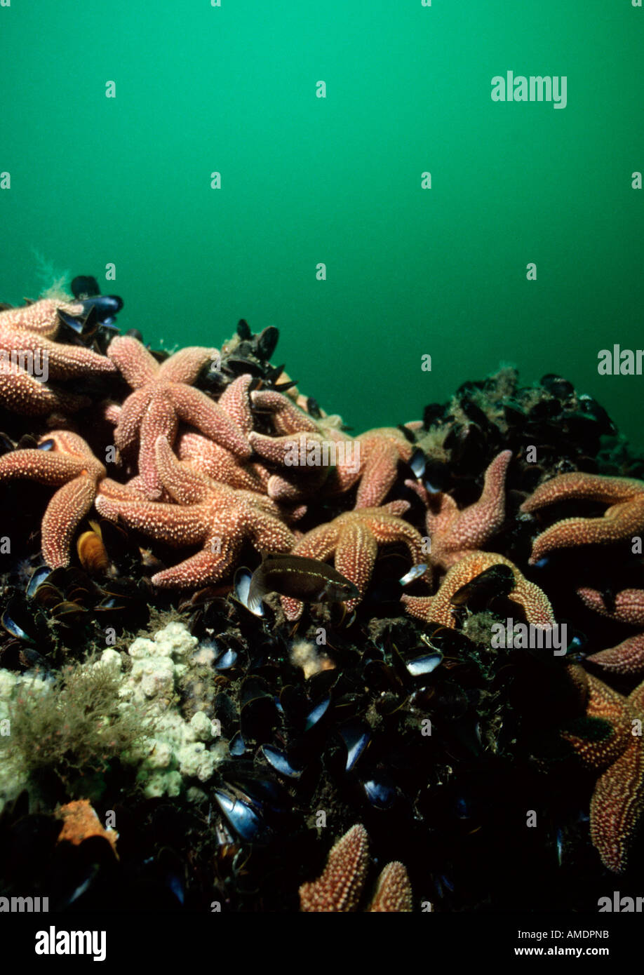 VA Virginia Beach Artificial Reef EB Barge underwater Group of Sea ...