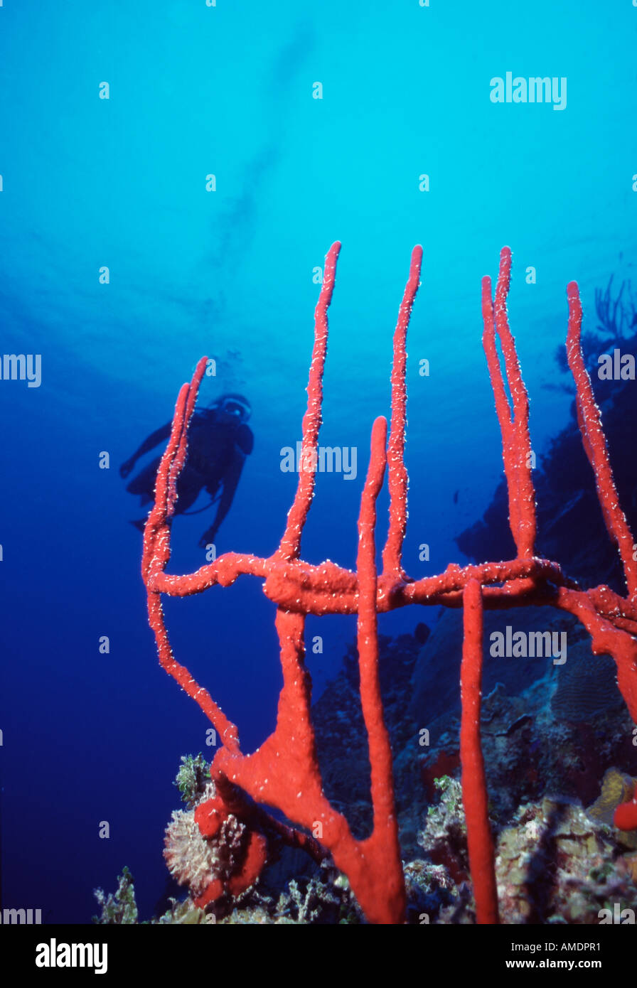 Little Cayman Eagle Ray Roundup underwater reef wall with red rope ...