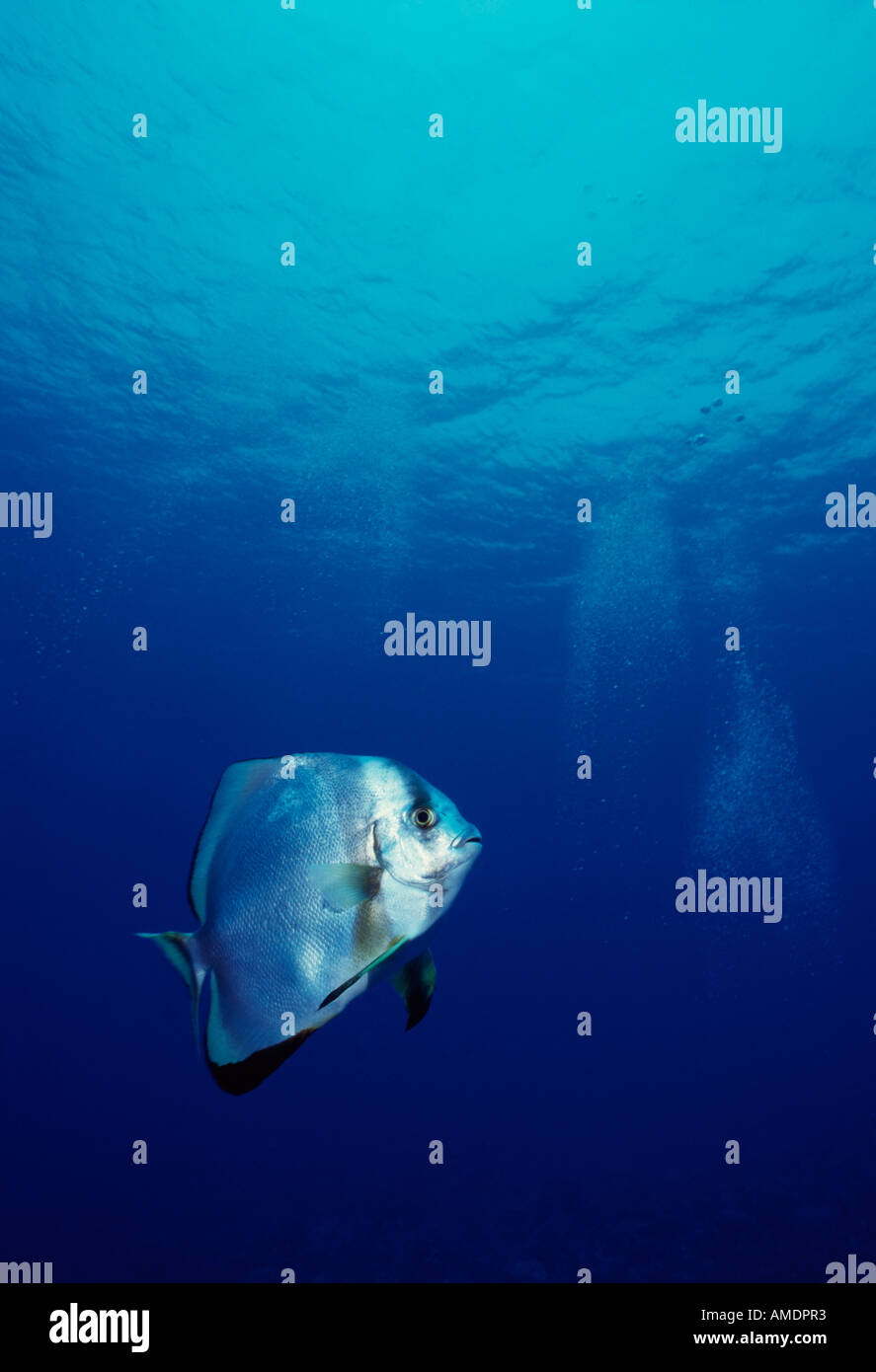 French Polynesia Moorea Tiki divesite underwater Teira Batfish Platax ...