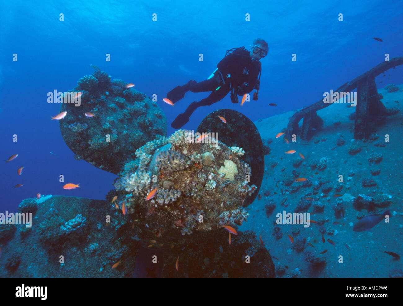 Egypt Red Sea Diver in propeller section of Salem Express ferry wreck ...