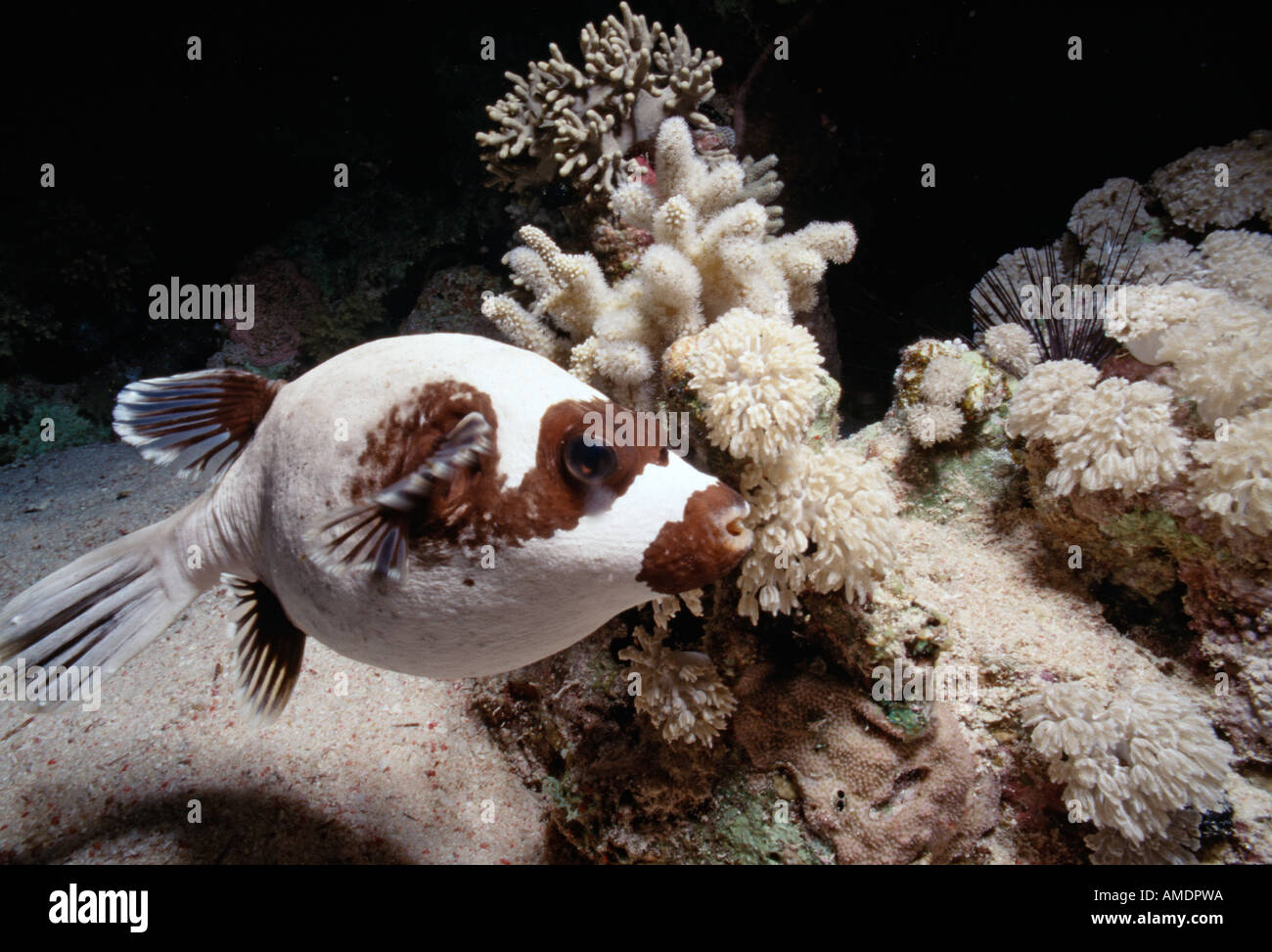 Egypt Red Sea Sha ab Sheal Reef divesite Moon Dancer Pufferfish ...