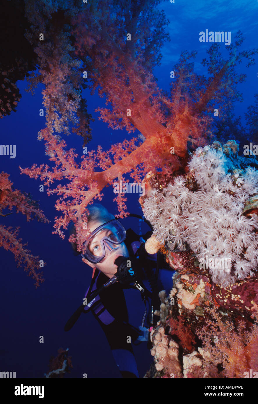 Egypt Red Sea Carless Reef off Hurghada female diver soft coral ...