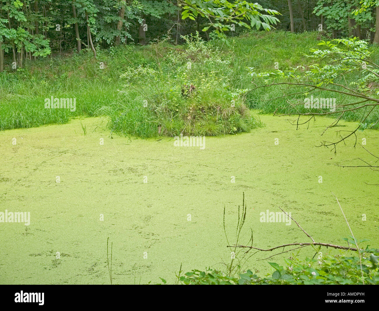 common duckweed common waterlens Lemna minor water plant covering the ...