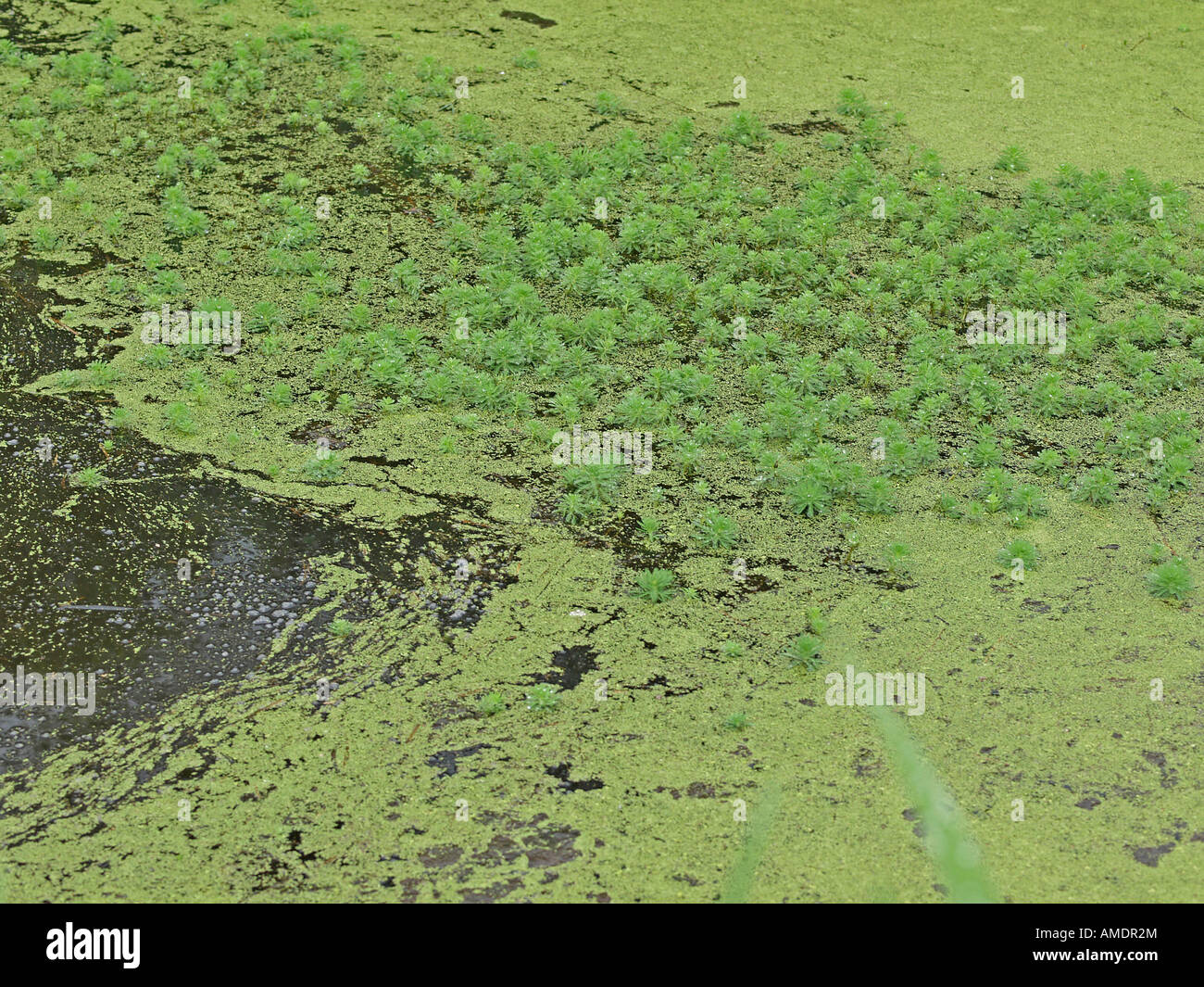 common duckweed common waterlens Lemna minor water plant covering the ...