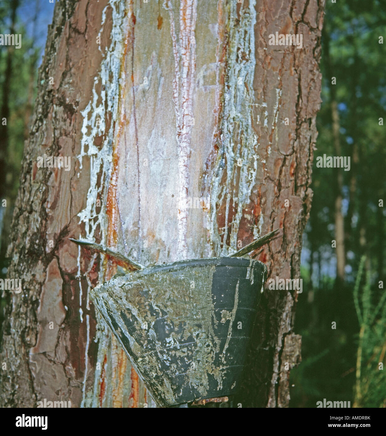traditional winning of resin from a wound in bark of a pine Stock Photo ...