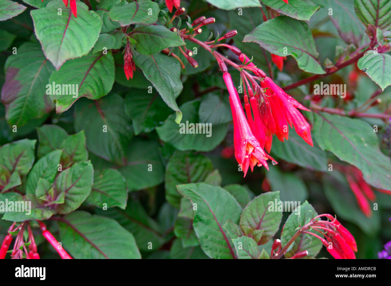 Fuchsien hi-res stock photography and images - Alamy