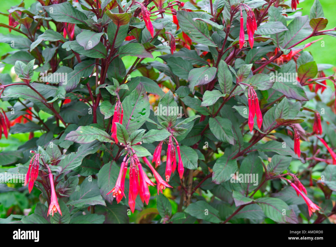Fuchsien hi-res stock photography and images - Alamy