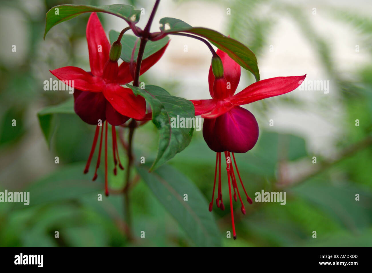 Fuchsien hi-res stock photography and images - Alamy