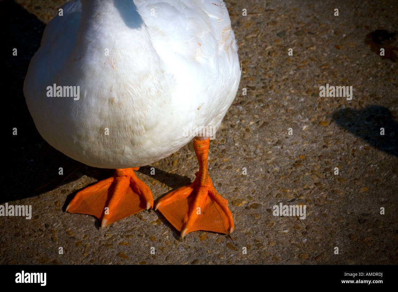 Happy webbed feet Stock Photo - Alamy