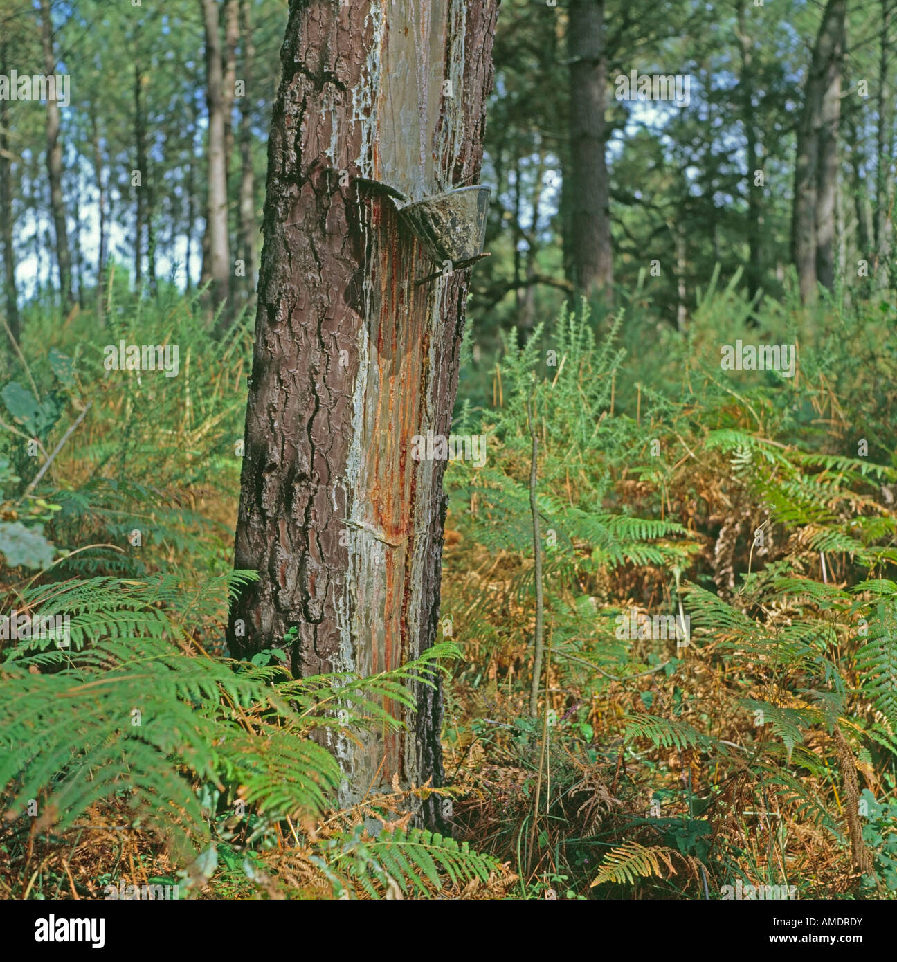 traditional winning of resin from a wound in bark of a pine Stock Photo ...