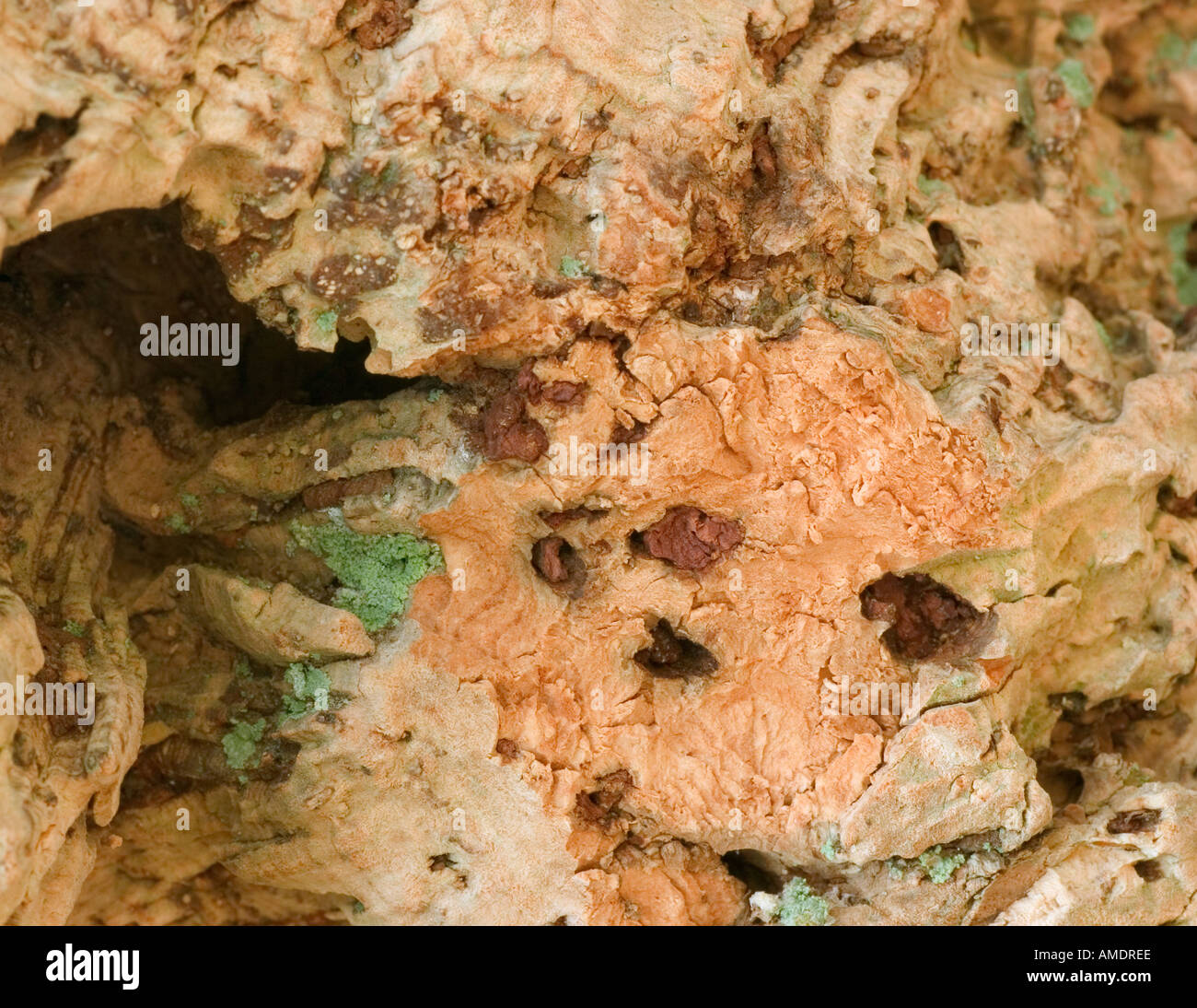 Amur cork tree hi-res stock photography and images - Alamy