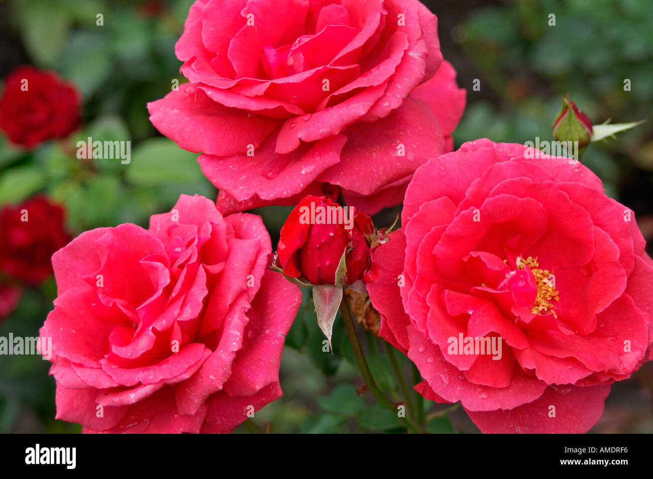 Red roses rain drops hi-res stock photography and images - Alamy