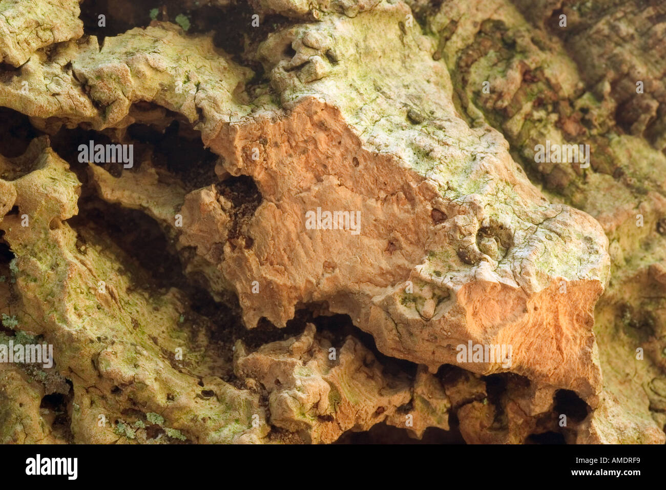 Phellodendron Amurense bark Stock Photo - Alamy