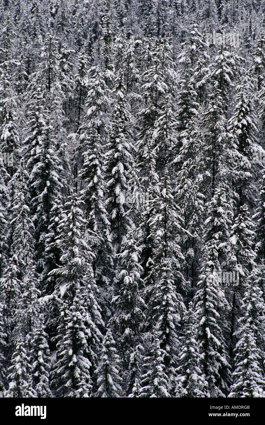 Snow Covered Trees Banff National Park Alberta, Canada Stock Photo - Alamy