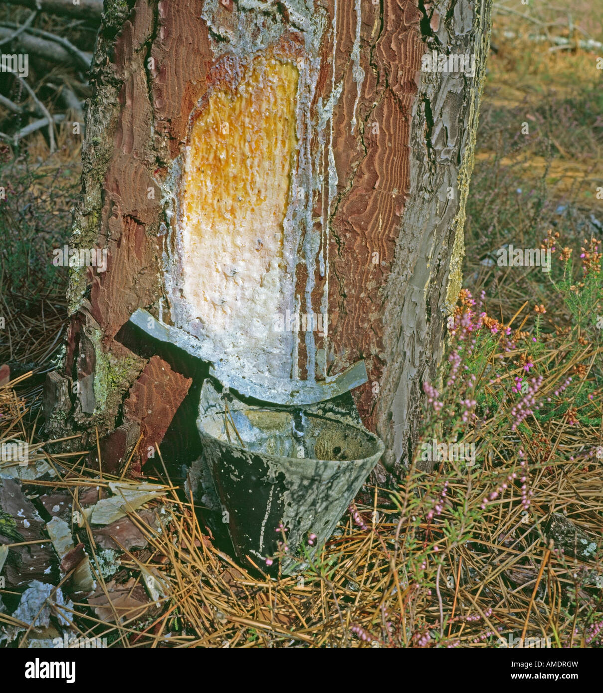 traditional winning of resin from a wound in bark of a pine Stock Photo ...