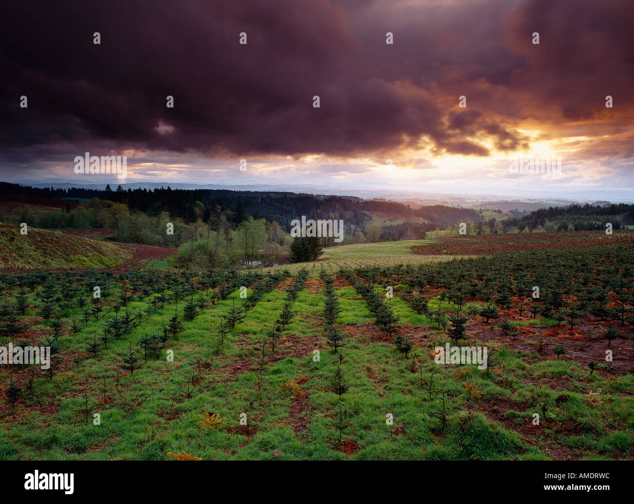 Tree farm united states timber hi-res stock photography and images - Alamy
