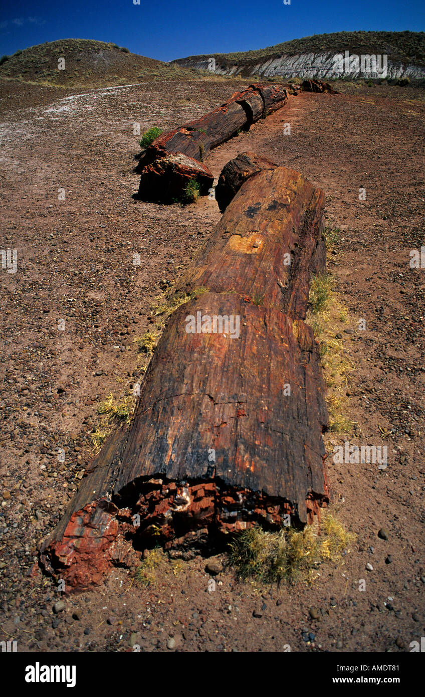 Fossilised wood Petrified Forest national park Arizona USA Stock Photo ...