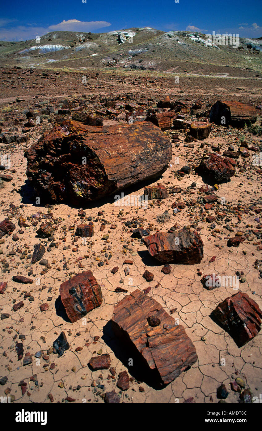 Fossilised wood Petrified Forest national park Arizona USA Stock Photo ...