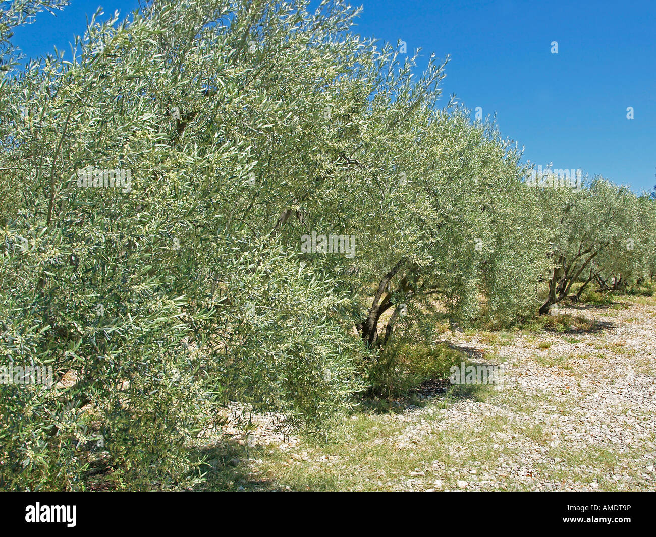 Olive trees Olea europaea in olive grove with stony ground under blue ...