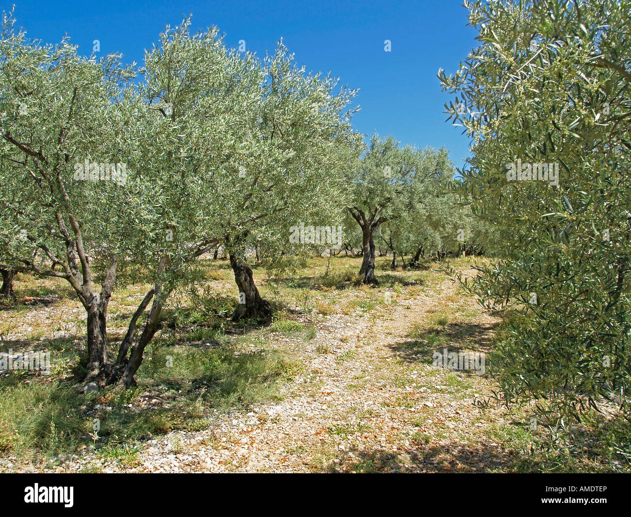 Olive trees Olea europaea in olive grove with stony ground under blue ...