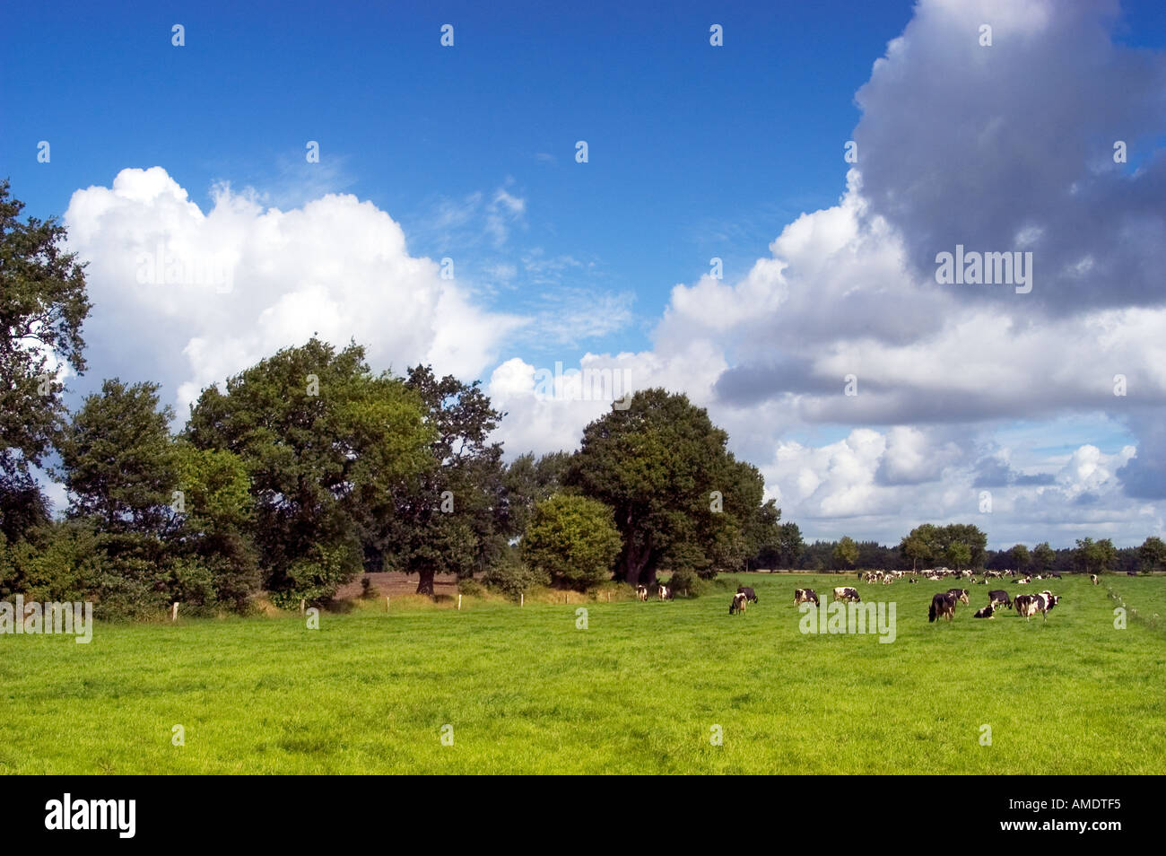 agriculture in frisian landscape Stock Photo - Alamy