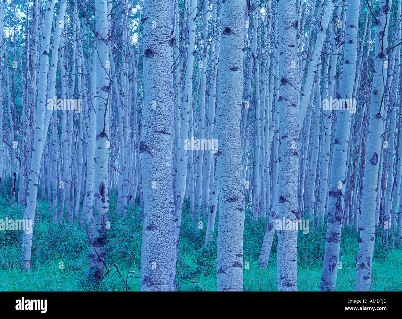 Aspen Trees Jasper National Park Alberta, Canada Stock Photo - Alamy