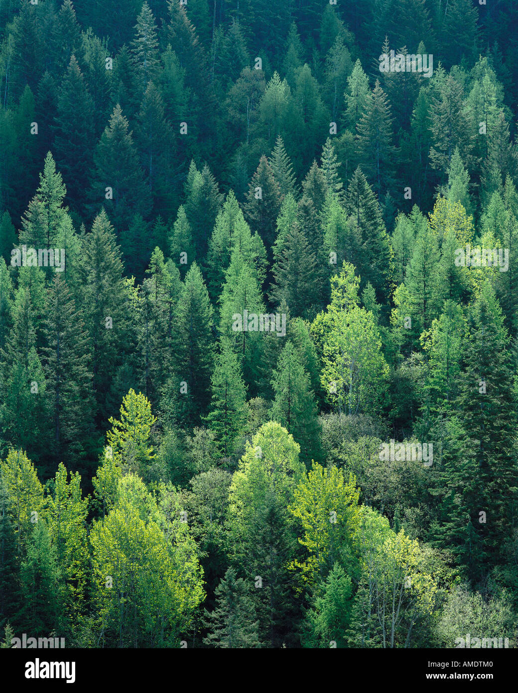 Mixed Forest Near Creston, British Columbia Canada Stock Photo - Alamy