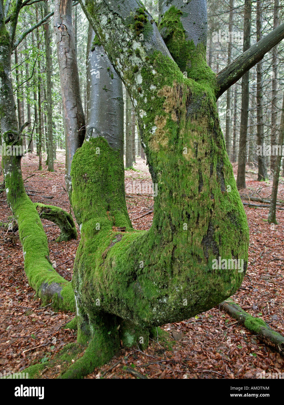 old knotty knaggy knobby beech tree with trunk covered with moss in ...