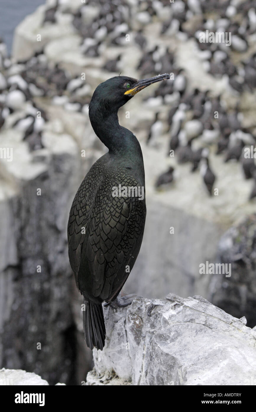 A Shag on Outer Farne, Northumberland Stock Photo - Alamy