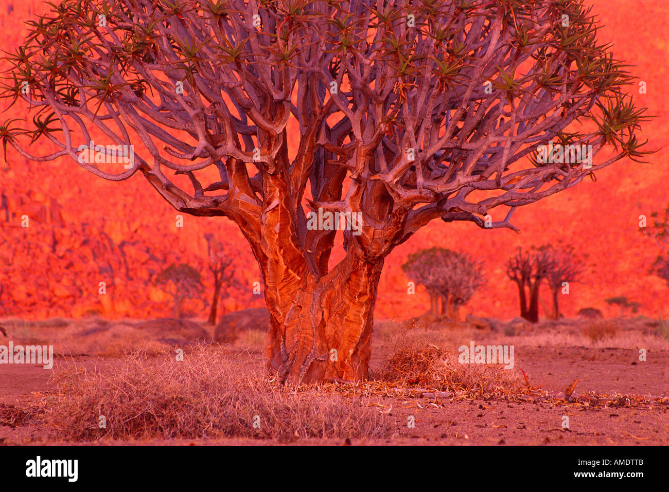 Quiver tree images hi-res stock photography and images - Alamy