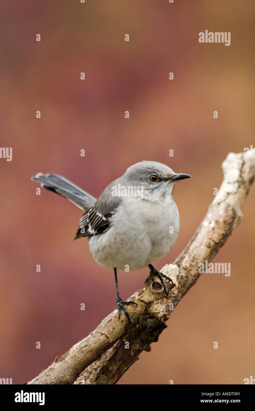Mockingbird hi-res stock photography and images - Alamy