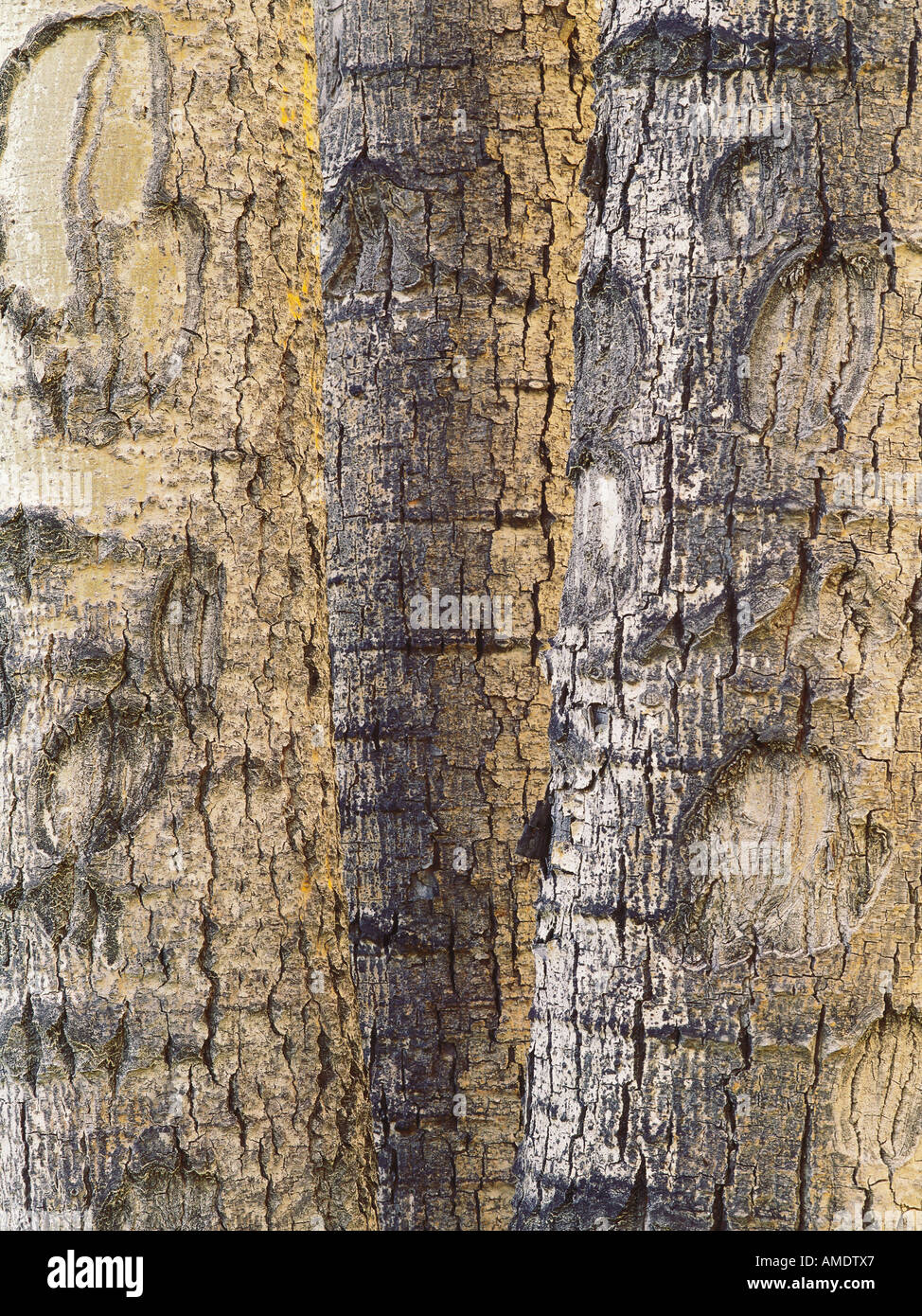 Abele tree hi-res stock photography and images - Alamy