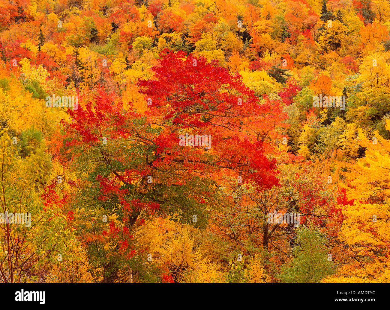 Fall colors at cape breton hi-res stock photography and images - Alamy