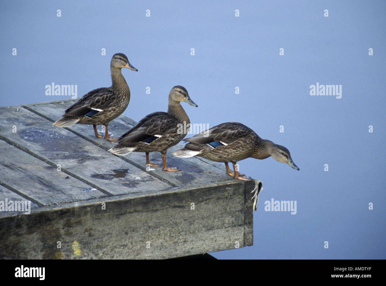 Entering a dock hi-res stock photography and images - Alamy
