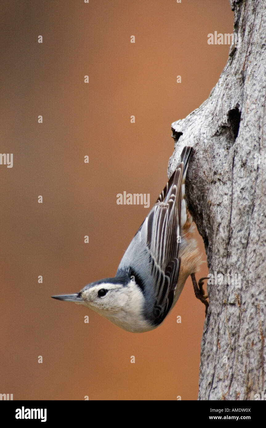 Descending head first hi-res stock photography and images - Alamy
