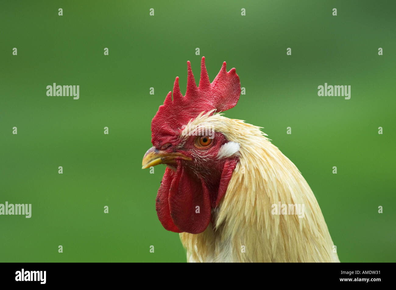 cock rooster Hahn Stock Photo - Alamy
