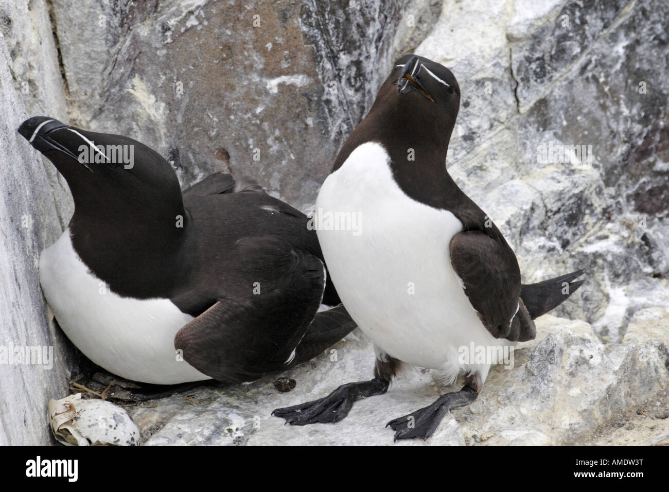 A pair of razorbills with newly hatched chick Stock Photo - Alamy
