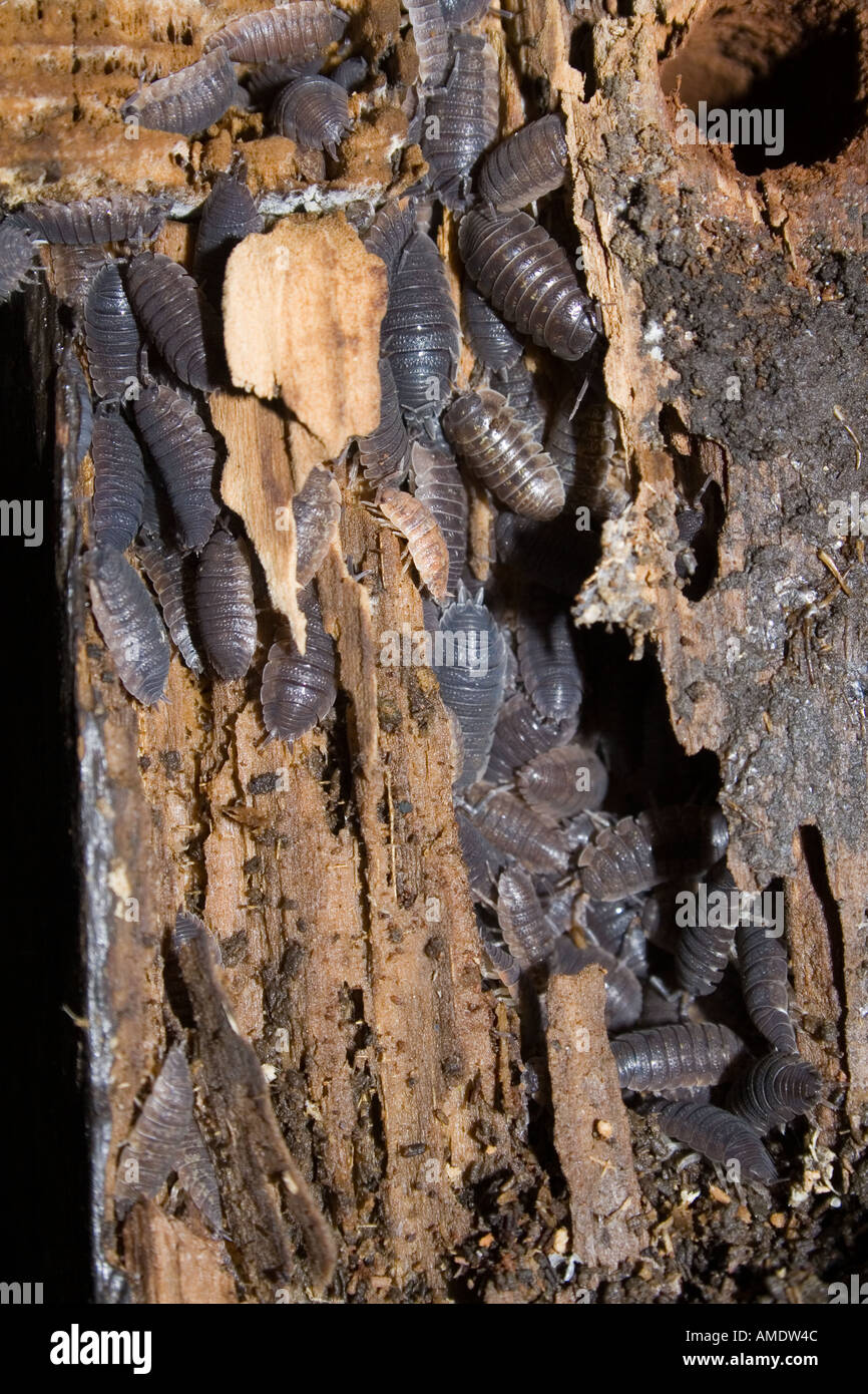 Woodlice in rotten wood on a veranda damaged by wet rot insects and ...