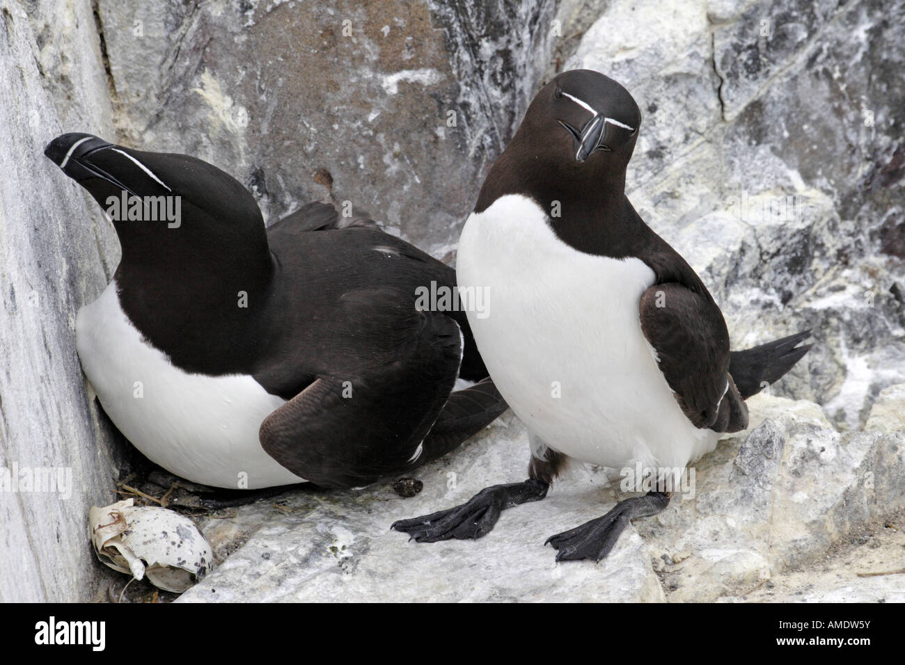 Razorbill nest cliff chick hi-res stock photography and images - Alamy