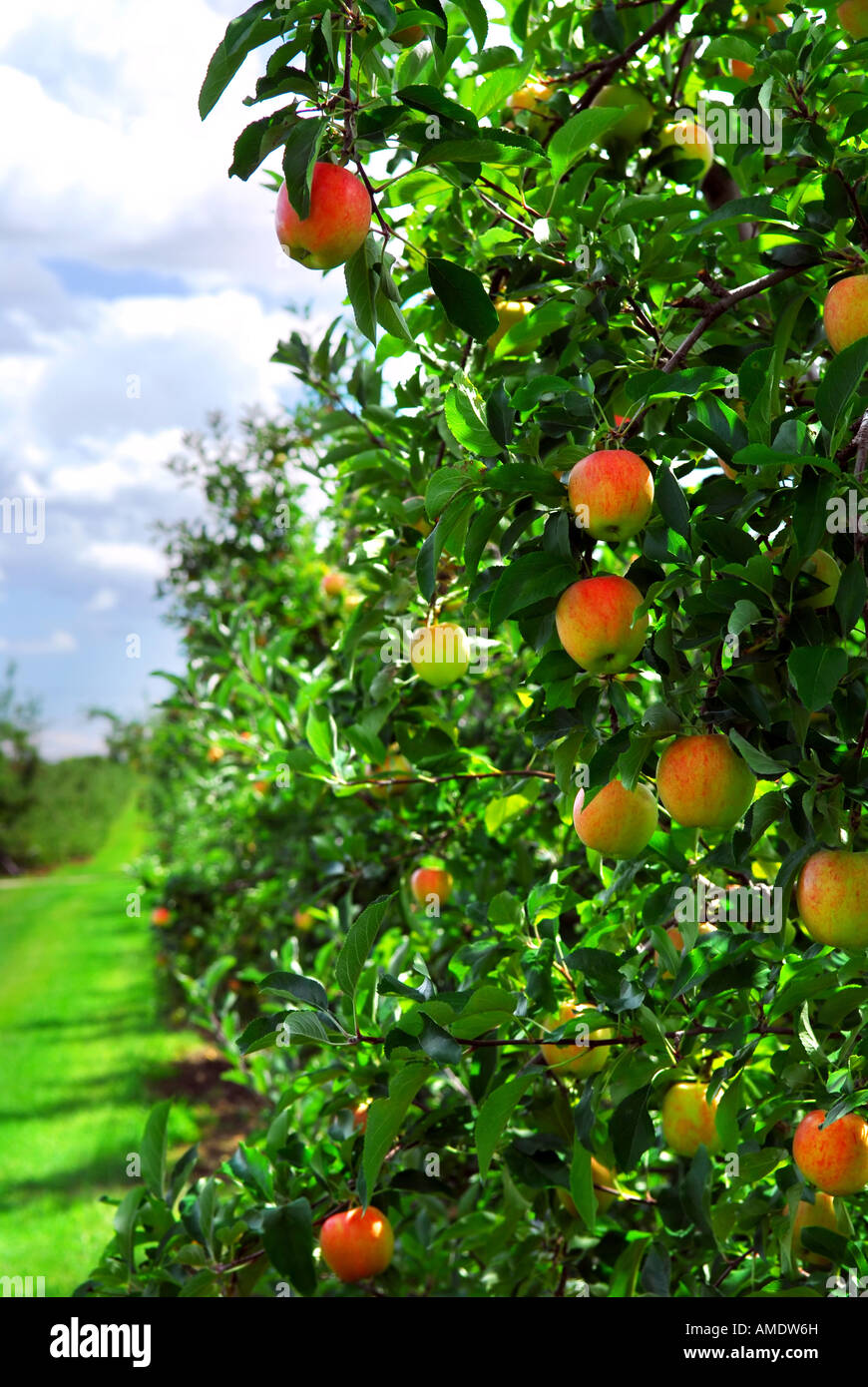 Ripe apples on apple trees branches in the orchard Stock Photo - Alamy