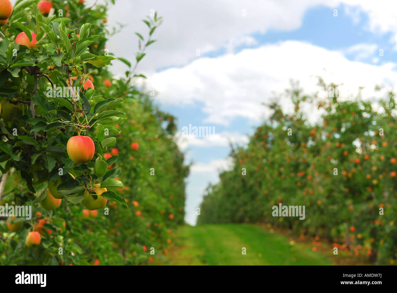 Red ripe apples on apple trees branches in the orchard Stock Photo - Alamy