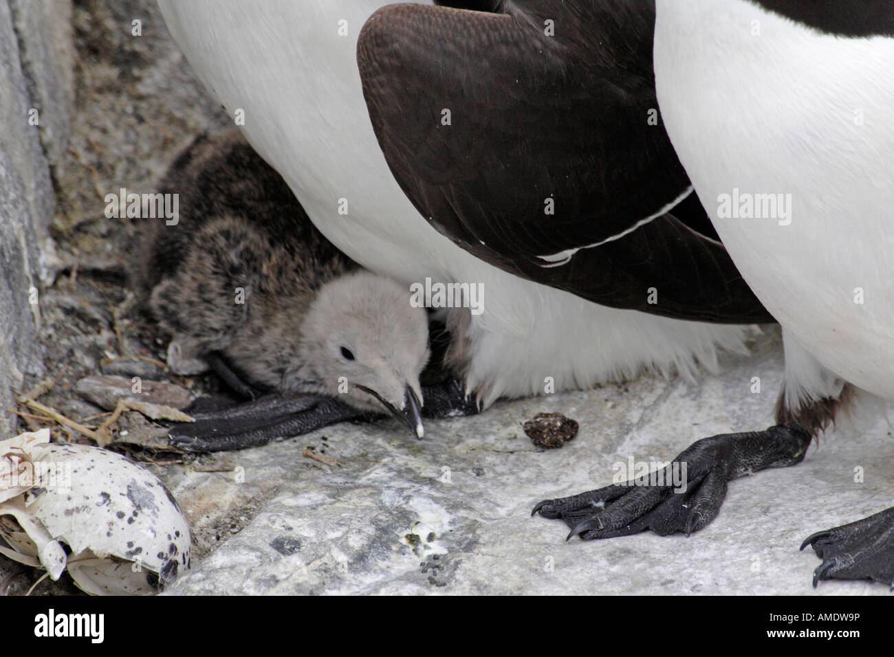 A pair of razorbills with newly hatched chick Stock Photo - Alamy