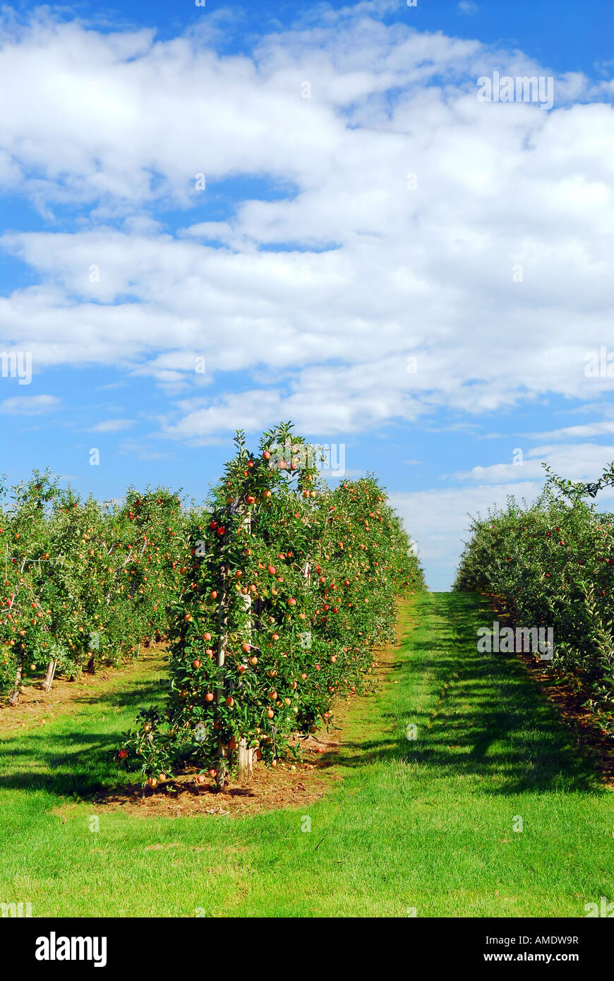 Apple orchard with red ripe apples under bright blue sky Stock Photo ...