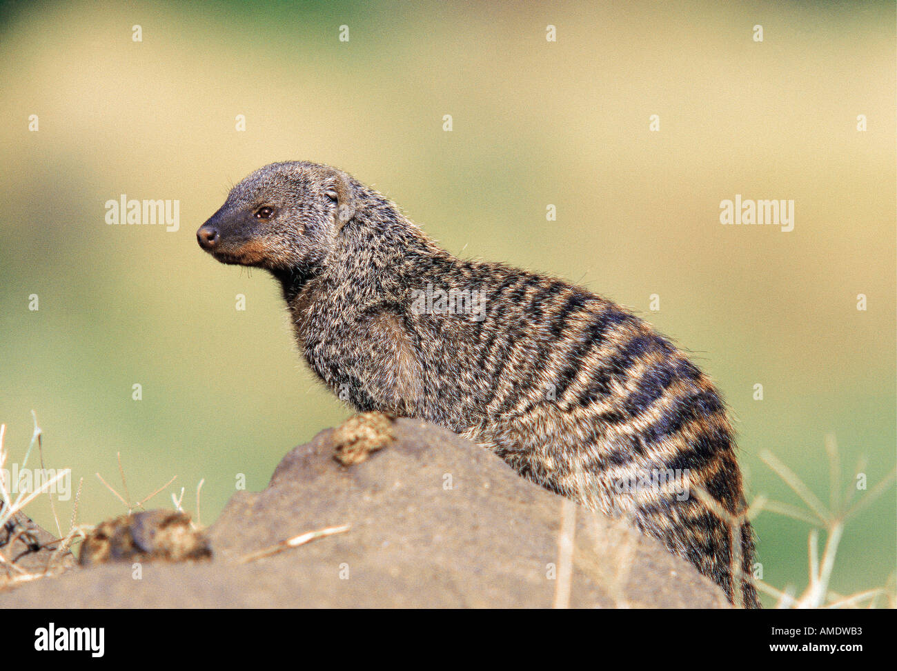 Mongoose africa snake hi-res stock photography and images - Alamy