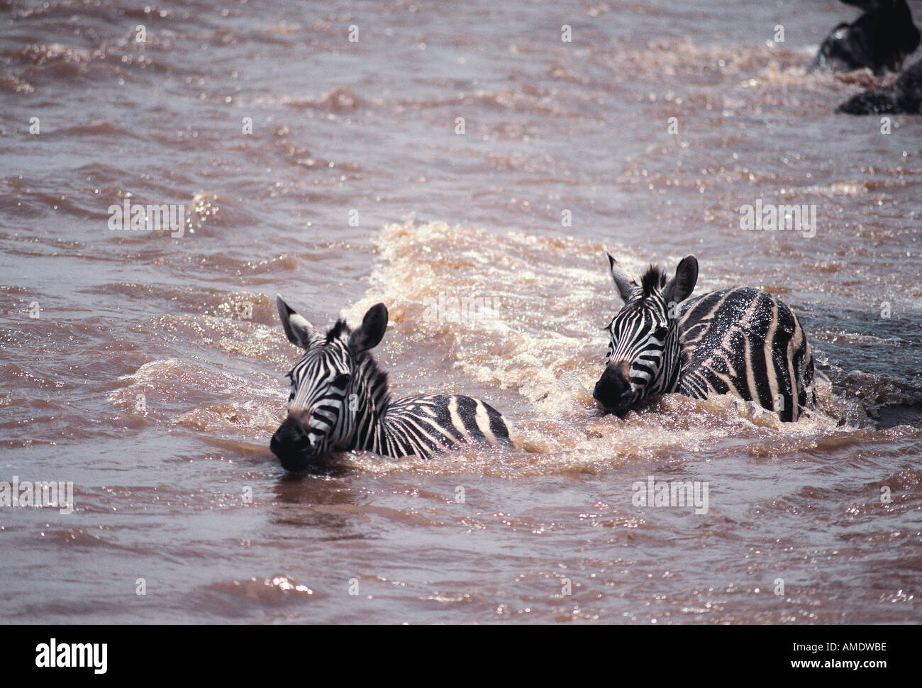 Common Zebra swimming across the Mara River Masai Mara National Reserve ...