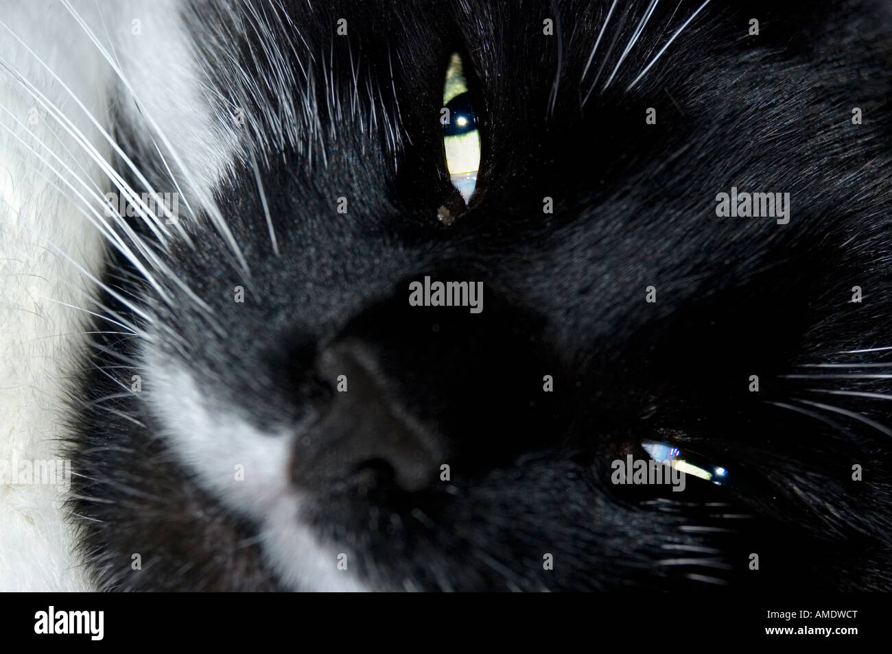 Face of a cat Stock Photo - Alamy