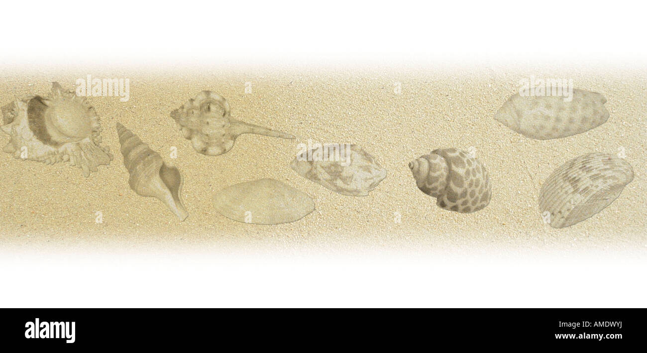 shell composition texture with sand background in yellow gold color ...