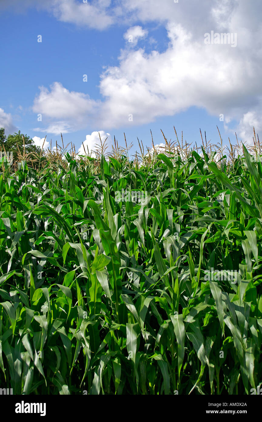 Maisfeld hi-res stock photography and images - Alamy