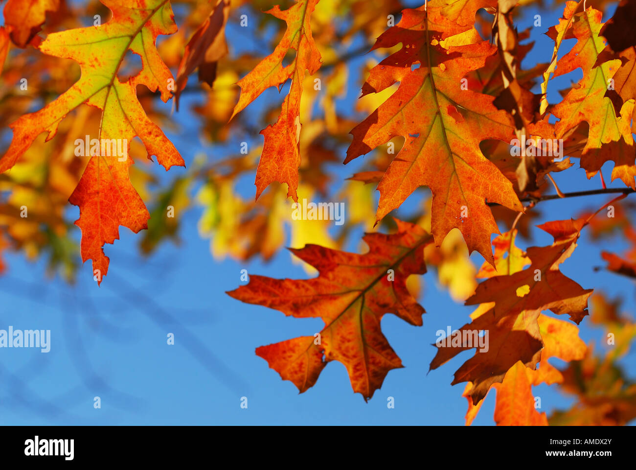Red oak tree leaves autumn gold blue sky hi-res stock photography and ...